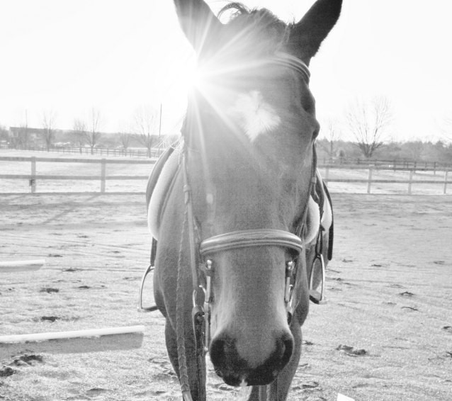 White Oak Stables | Horseback Riding Lessons and Horse Boarding in ...