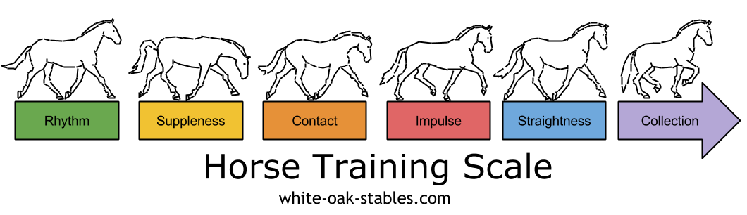 » Horse Training Scale | White Oak Stables