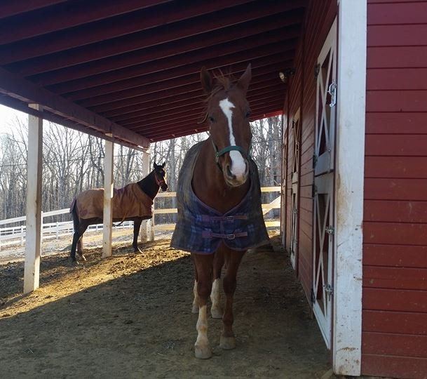 White Oak Stables | Horseback Riding Lessons and Horse Boarding in ...