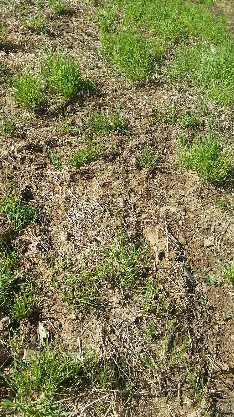 » grass1.jpg | White Oak Stables