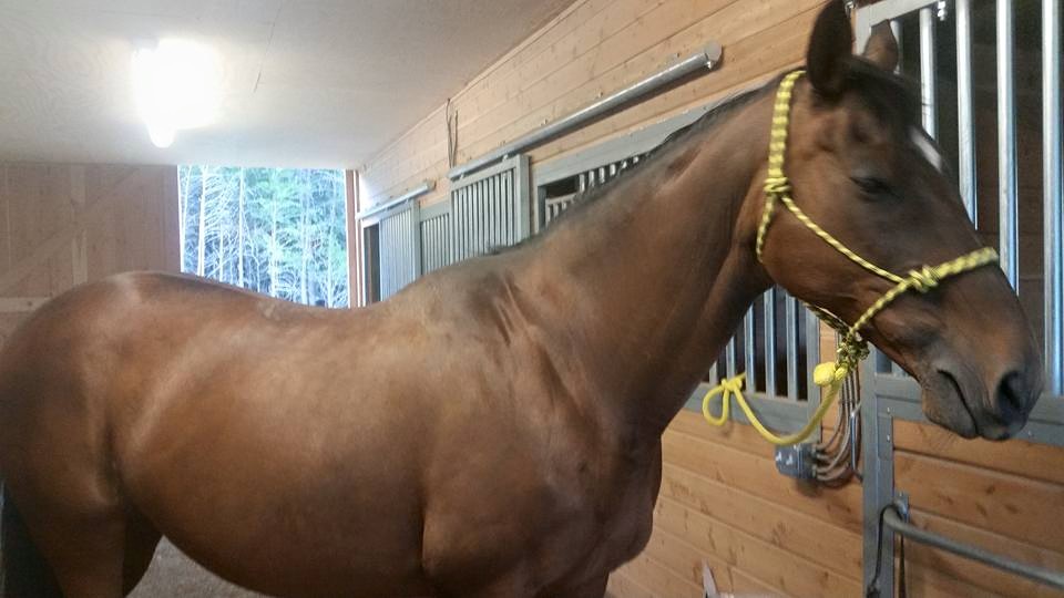 10411003_10100253840613431_6996746971345796545_n – White Oak Stables