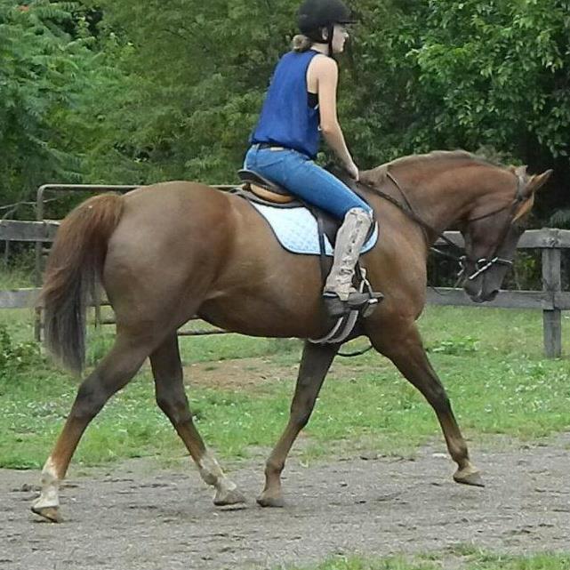 emma4 – White Oak Stables