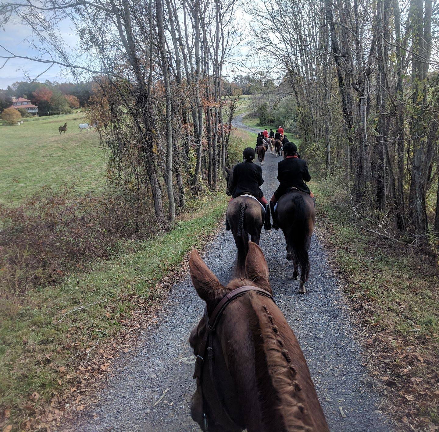 foxhunting2 – White Oak Stables