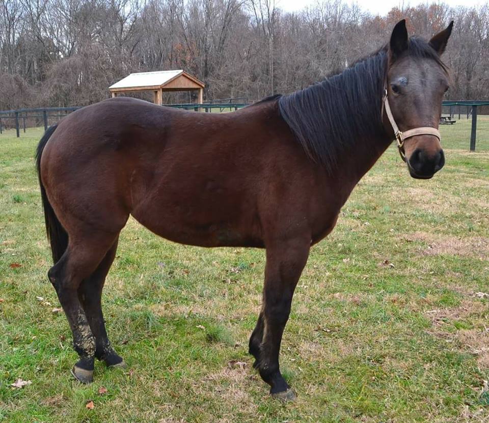 » ShaNeighNeigh | White Oak Stables