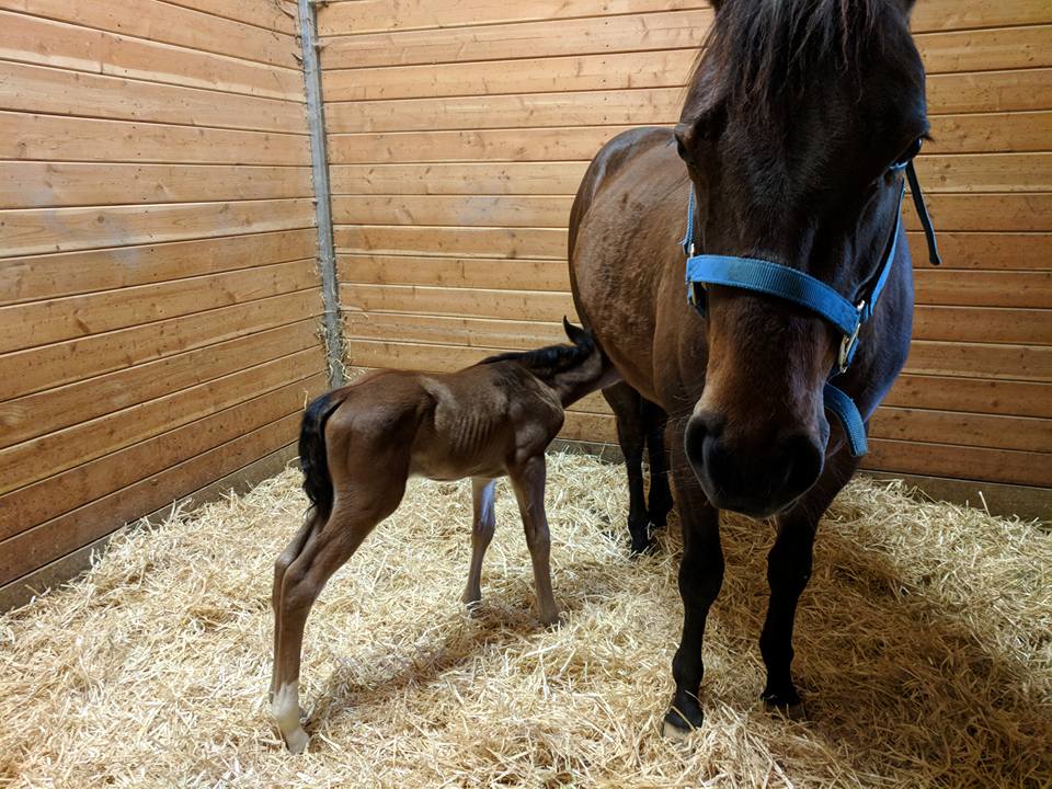 21687912_10100823468634311_3077593363662360434_n – White Oak Stables