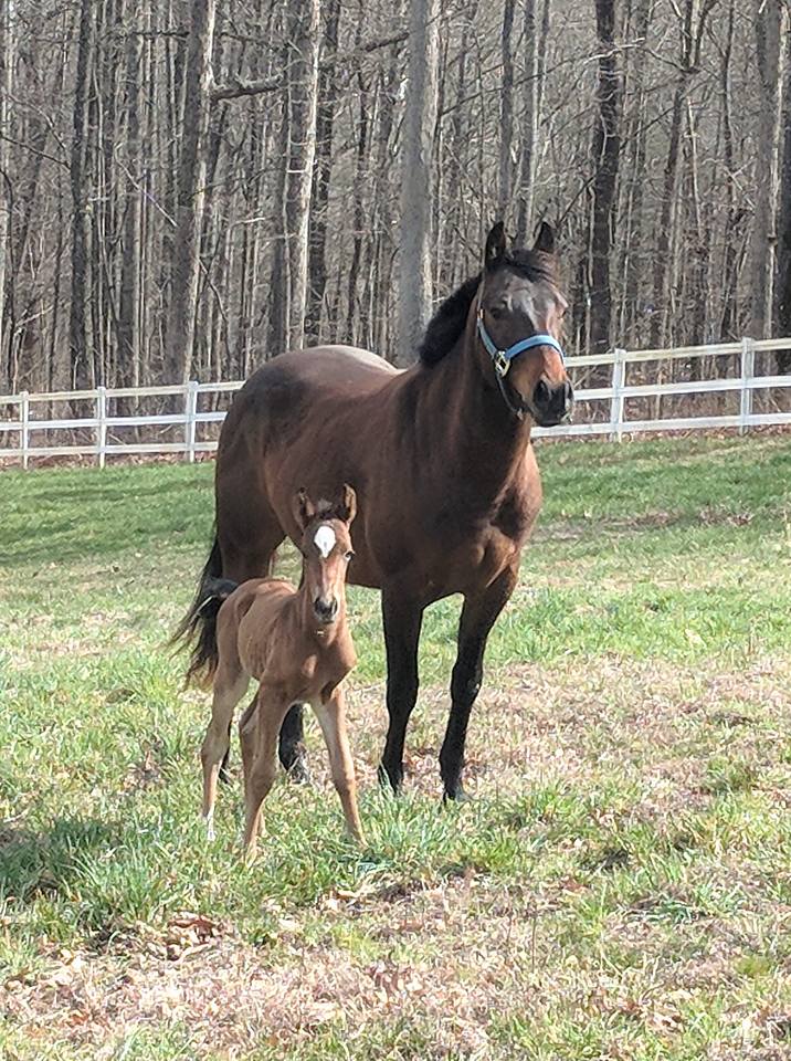 29573113_10100822956620391_3932306520885039765_n – White Oak Stables
