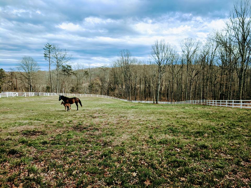 29695240_10100822957154321_5916234952916004311_n – White Oak Stables