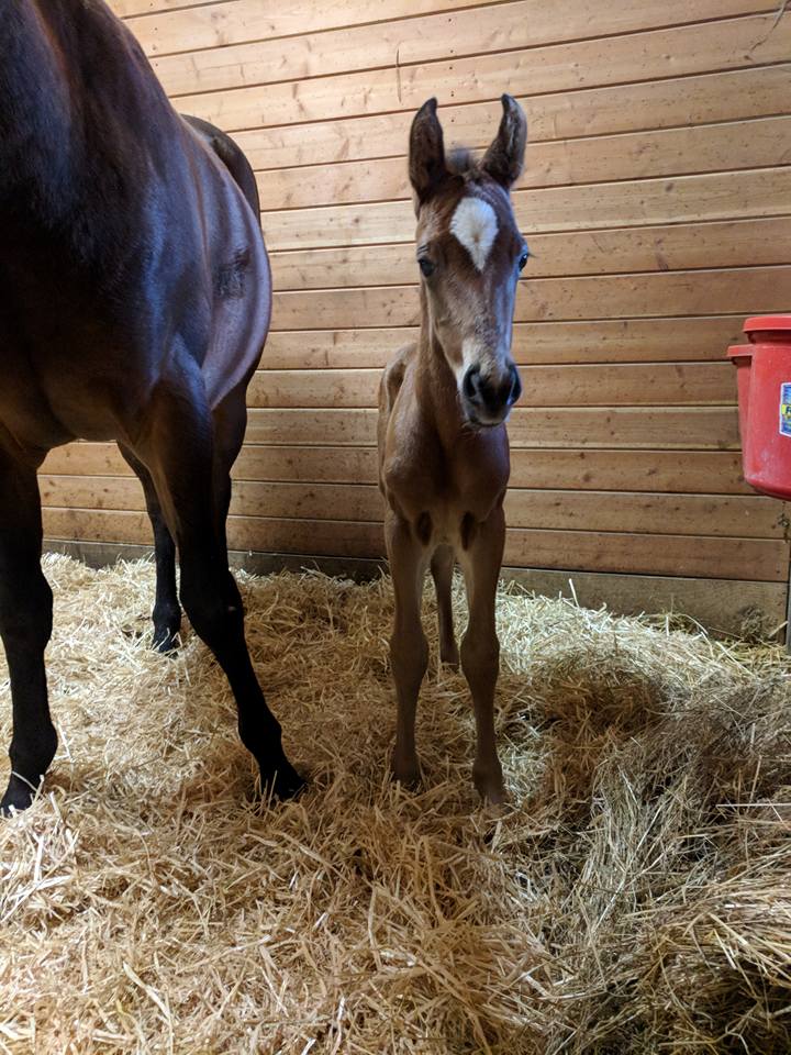 29790446_10100823468509561_7366742308049057445_n – White Oak Stables