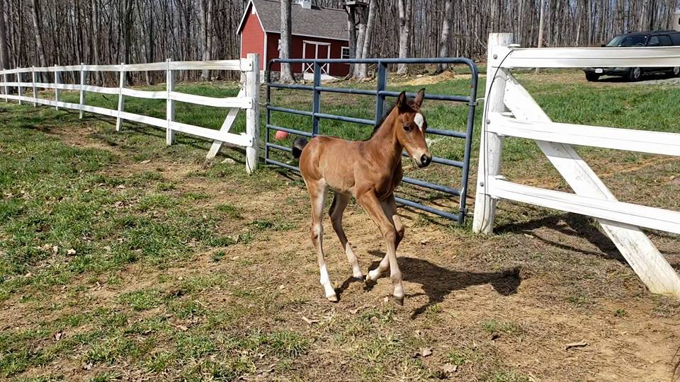 30629403_10100828490620211_2269601727277694976_n – White Oak Stables