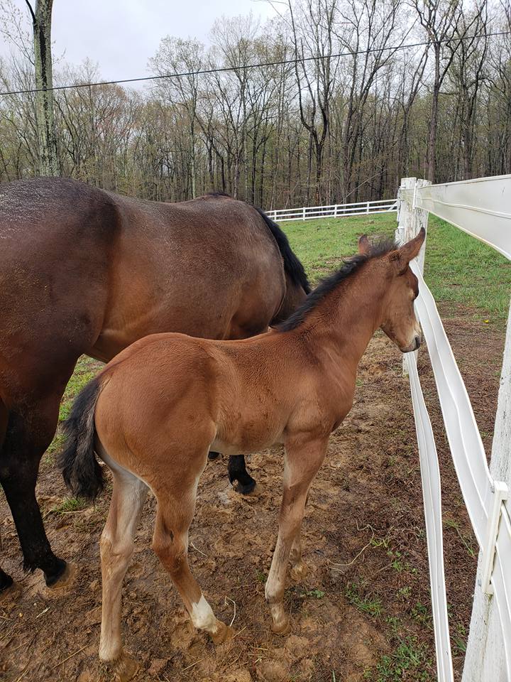 31265360_10100834286021181_7538034446226685952_n – White Oak Stables