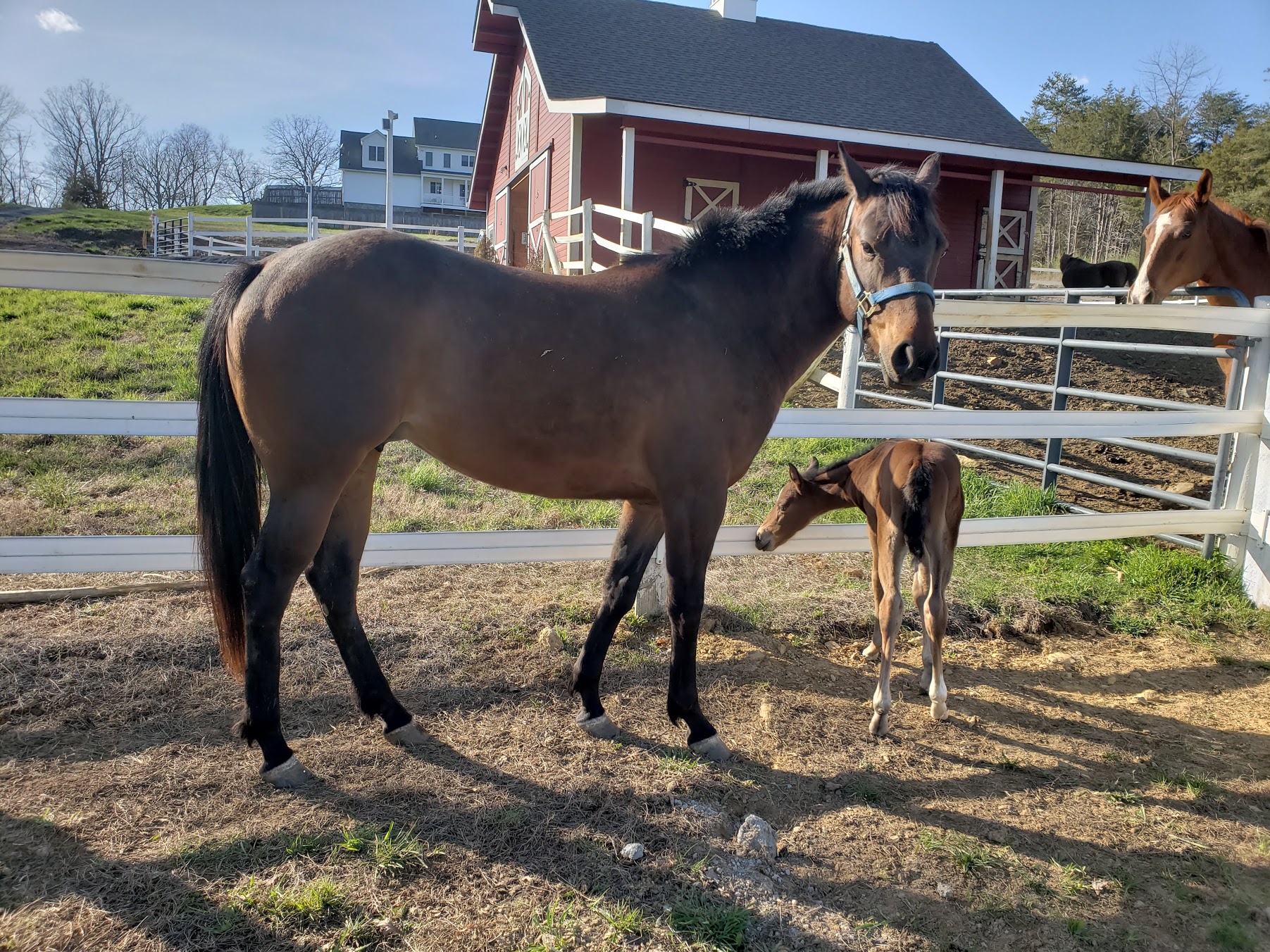 neighneigh-foal – White Oak Stables
