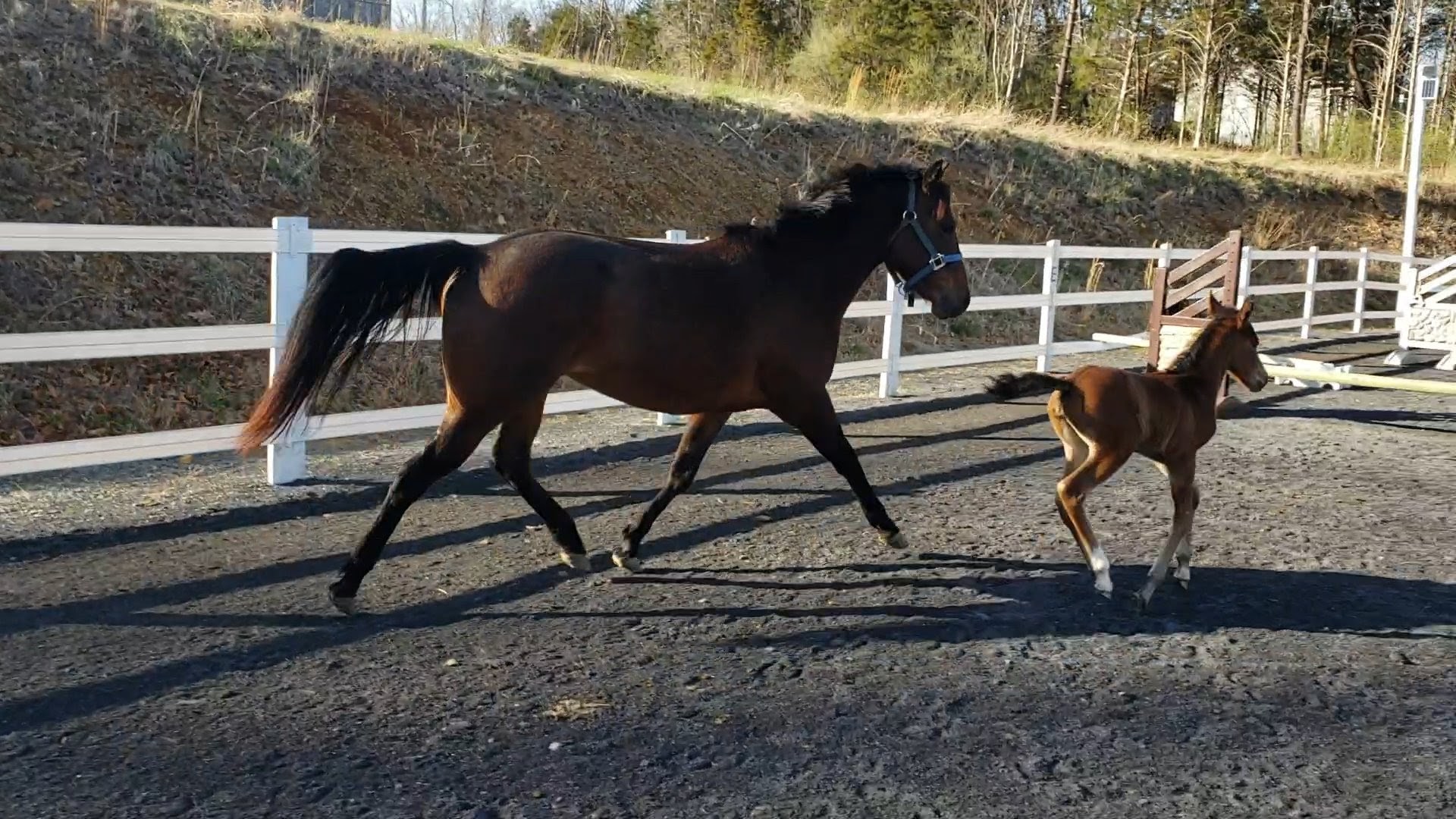 » neignneigh-trot | White Oak Stables
