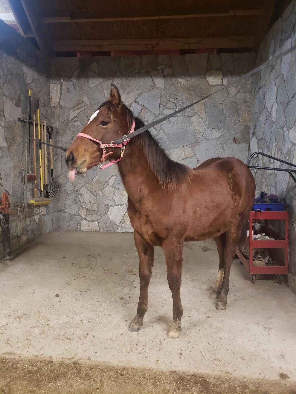 chardoneigh – White Oak Stables