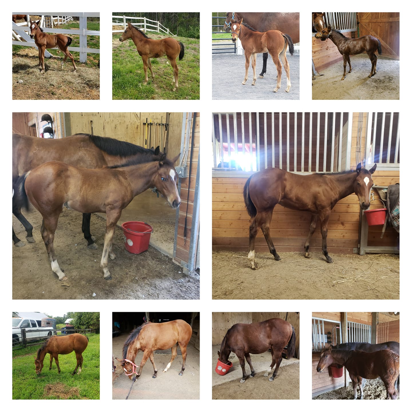 51567784_10100959708104321_4894717439746506752_o – White Oak Stables