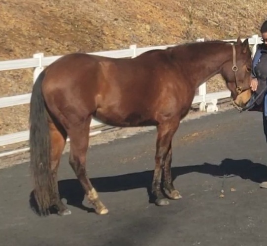 » 20210113_160317 | White Oak Stables
