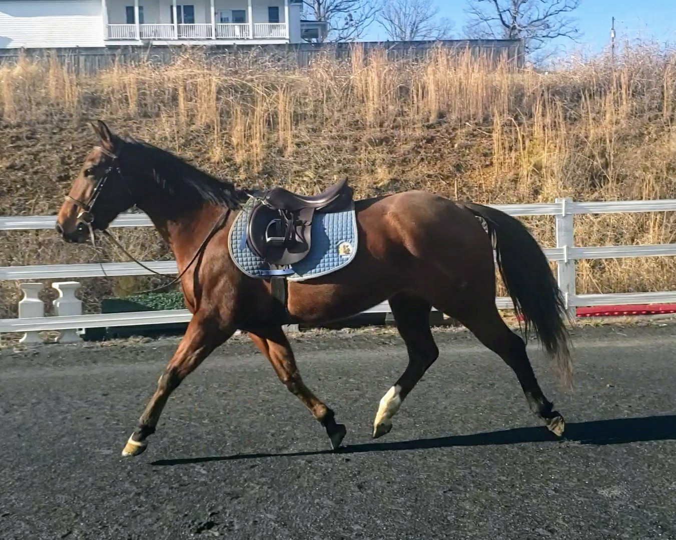 » 1000004543 | White Oak Stables