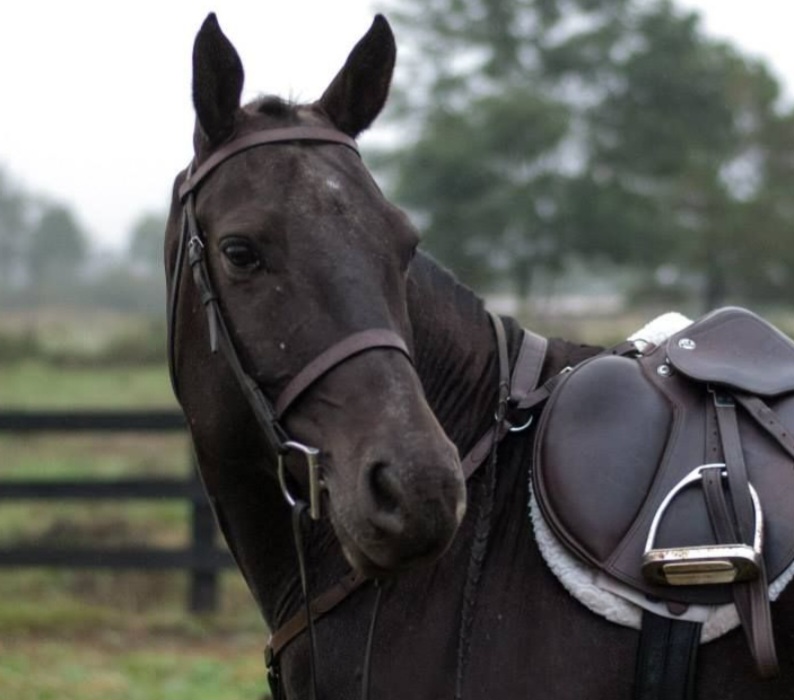 » Screenshot_20240322_125549_Chrome | White Oak Stables